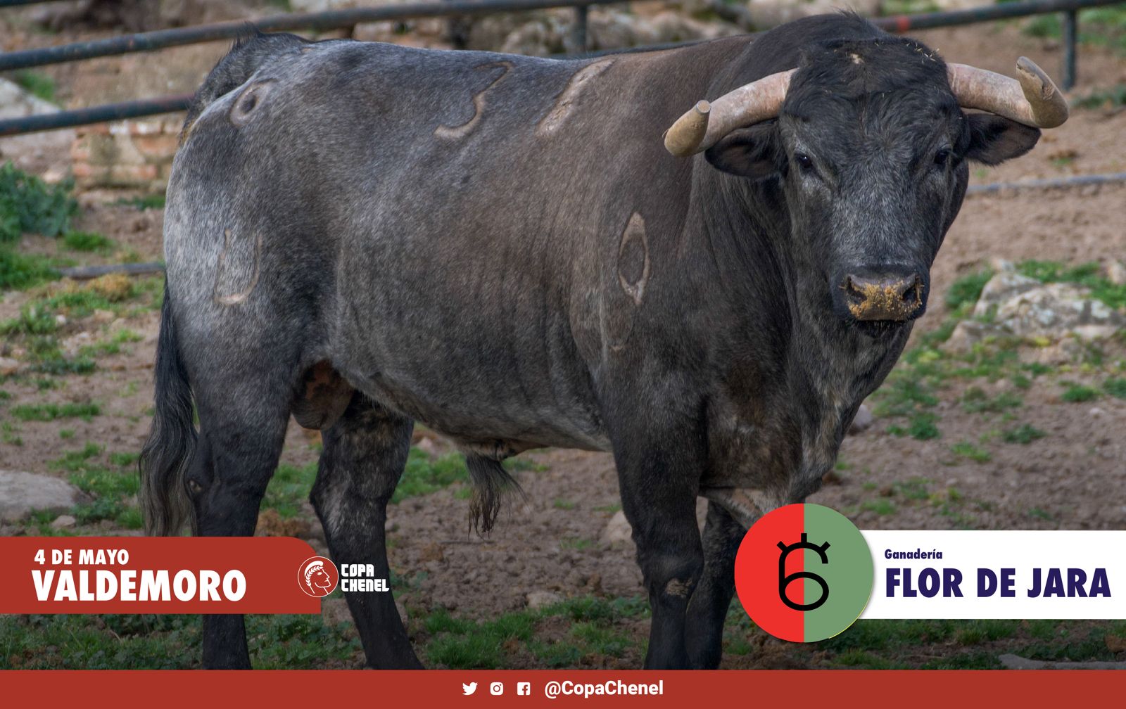 Toros de Flor de Jara y Ángel Luis Peña - Copa Chenel